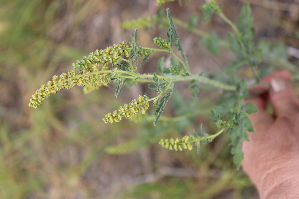 Flatspine Bursage from mono lake south on August 13, 2023 at 01:42 PM ...