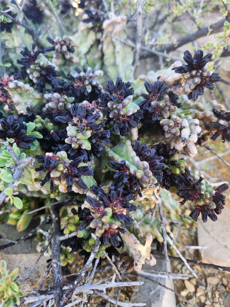 Quaqua ramosa from Central Karoo District Municipality, South Africa on ...