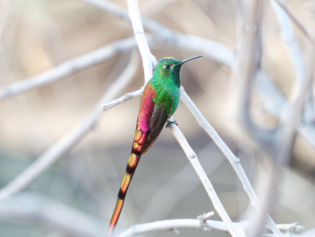 Red-tailed Comet from Godoy Cruz, Mendoza, Argentina on August 9, 2023 ...