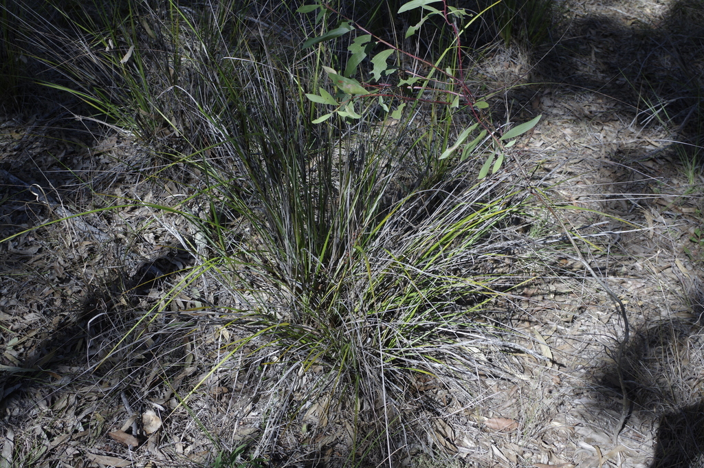 Red-berried Saw-sedge from Maryborough QLD 4650, Australia on August 13 ...