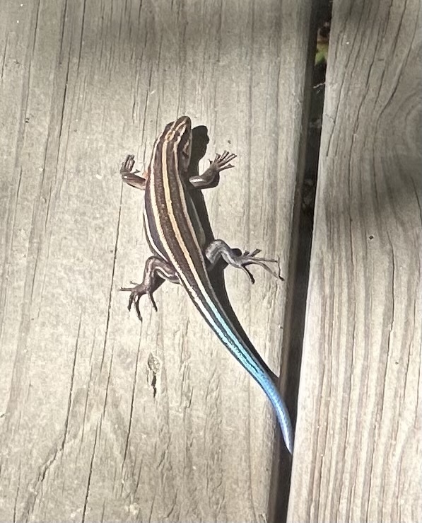 Common Five-lined Skink from Woolman Rd, Chesterhill, OH, US on August ...
