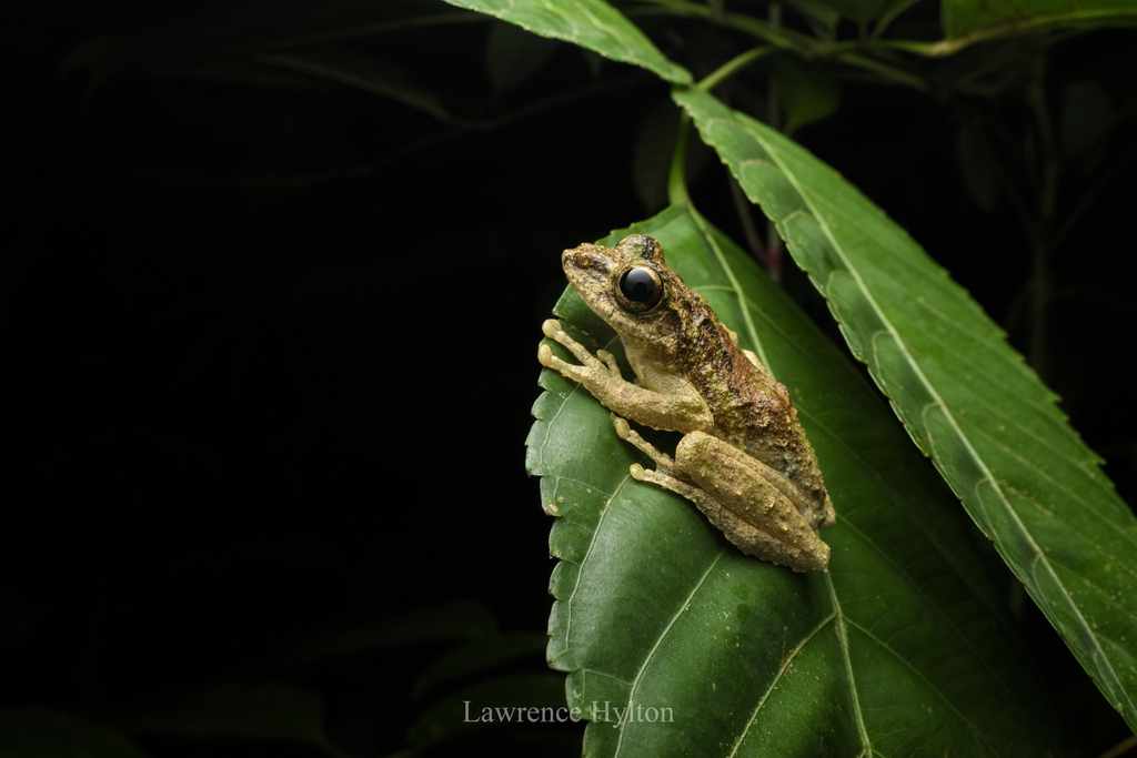 Chasen's Frilled Tree Frog in August 2023 by Lawrence Hylton · iNaturalist