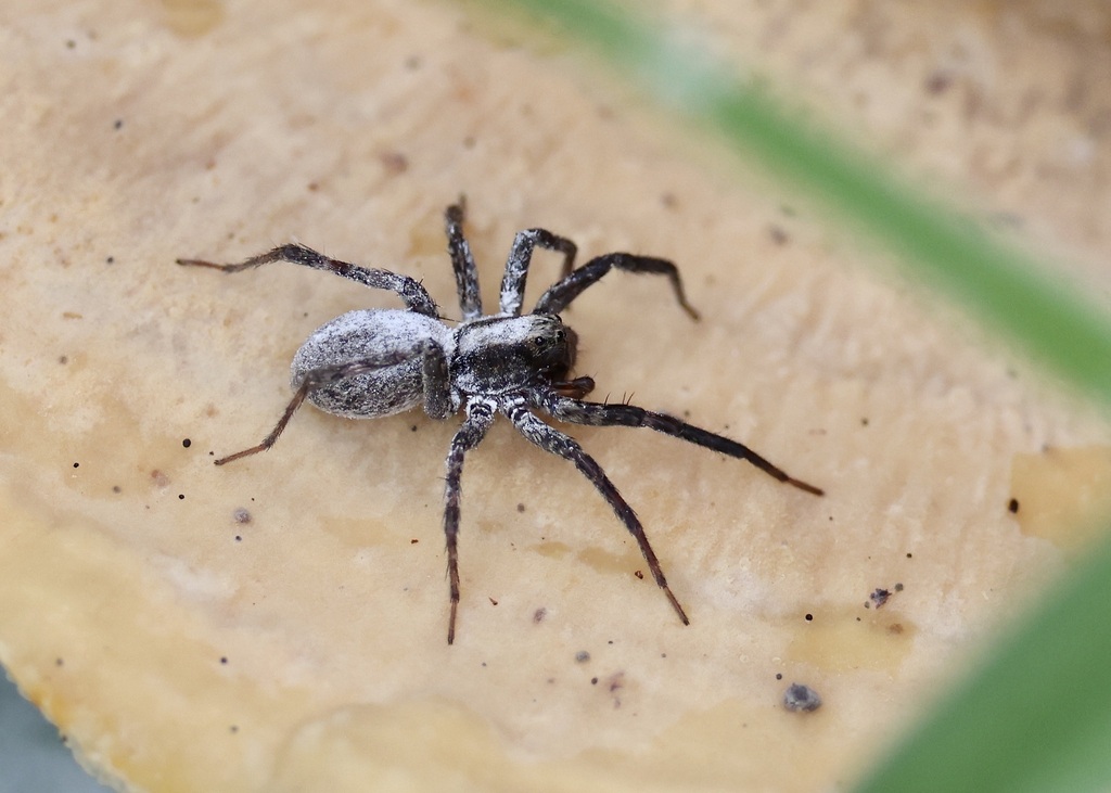 Brush-legged Spiders from 4139 Girdham Rd, Swanton, OH 43558, USA on ...