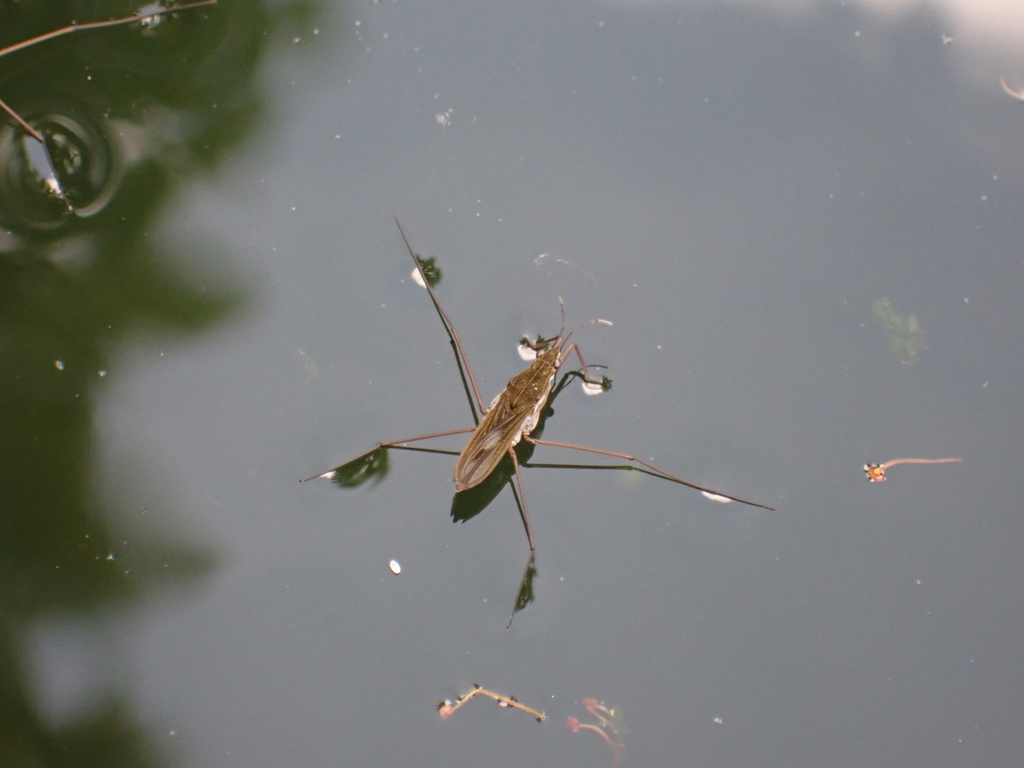 Gerris in July 2023 by distinguished_orca · iNaturalist
