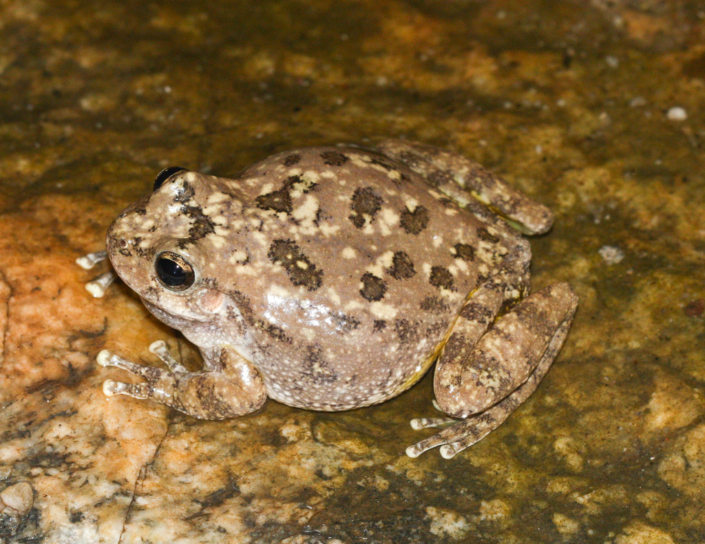 Canyon Tree Frog from Catalina Foothills, AZ, USA on August 12, 2023 at ...