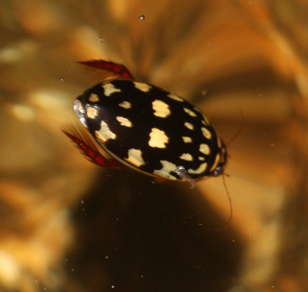 Sunburst Diving Beetle from Catalina Foothills, AZ, USA on August 12 ...