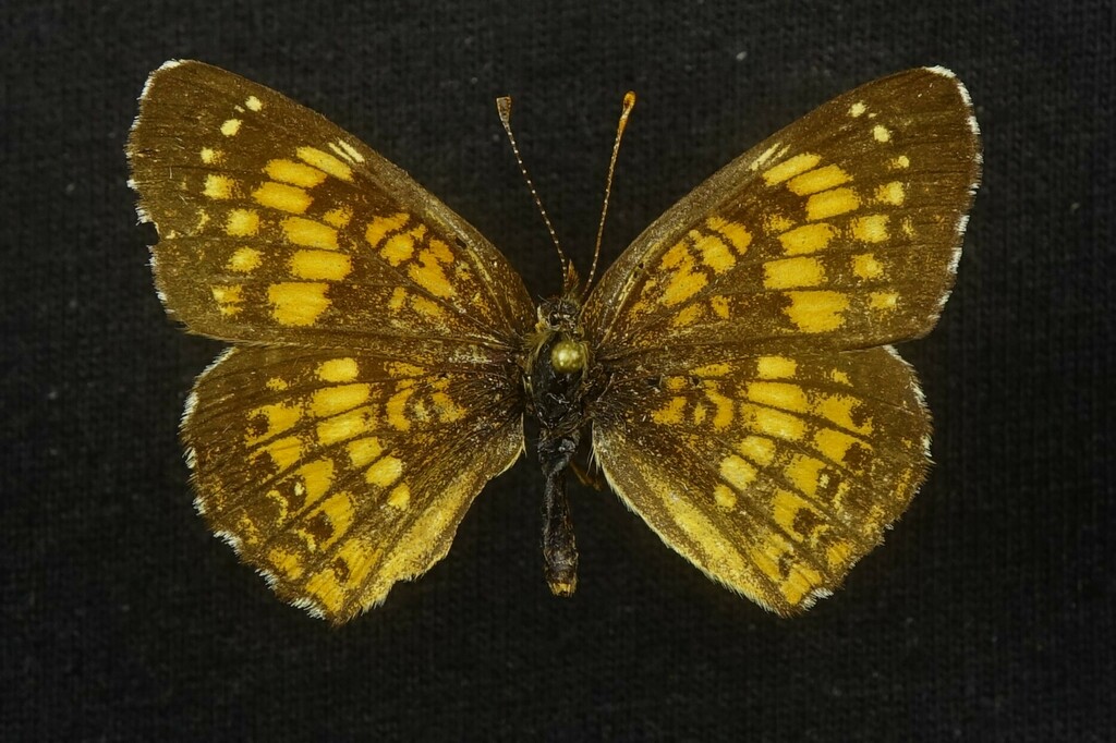 Harris's Checkerspot in June 2000 by paul_dennehy. A note to anyone ...