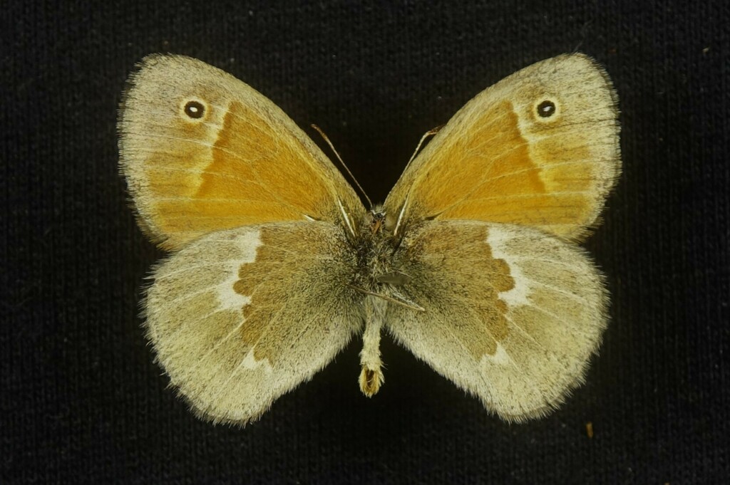 Inornate Ringlet in July 2020 by paul_dennehy. A note to anyone editing ...