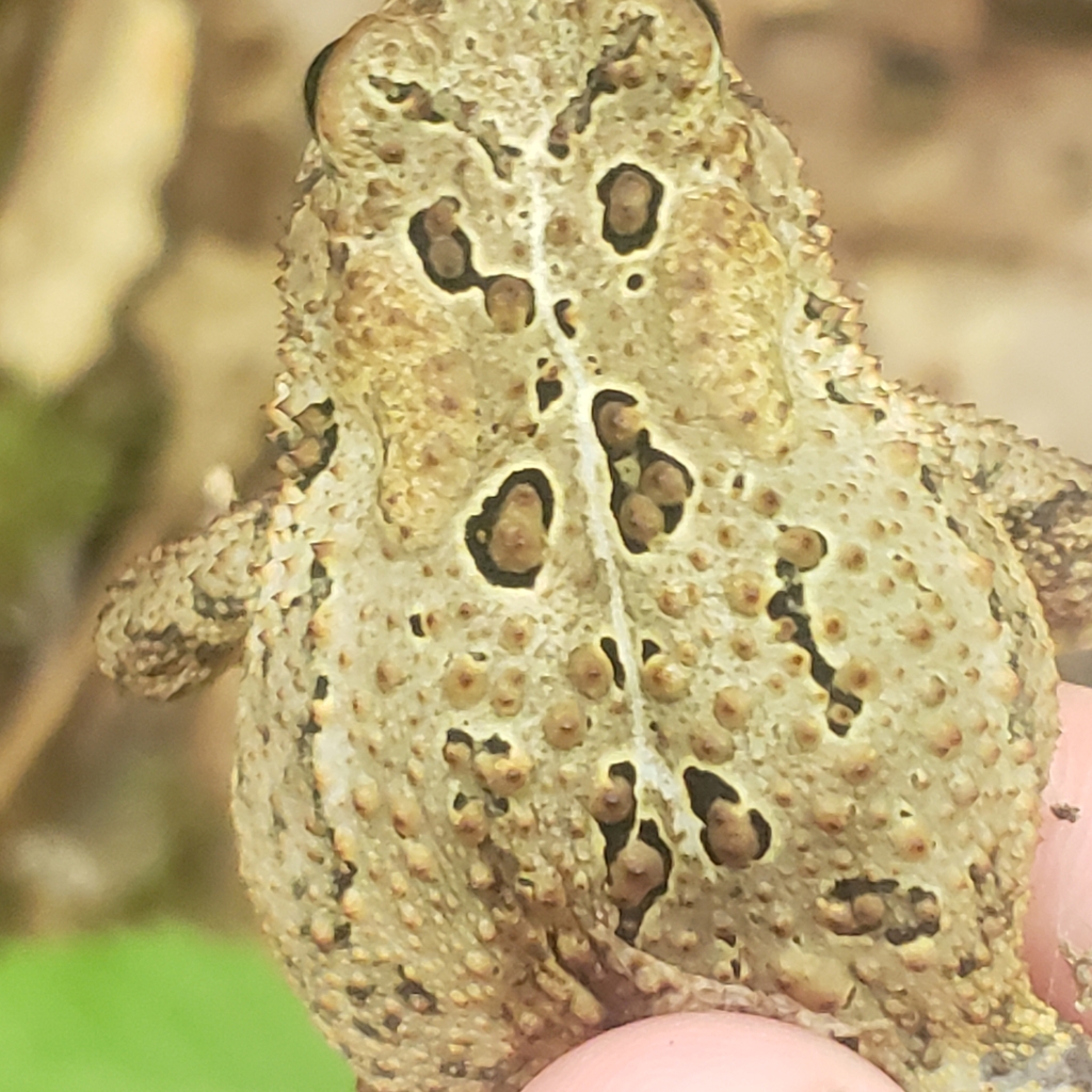 American Toad from Pymatuning South, PA 16134, USA on August 13, 2023 ...