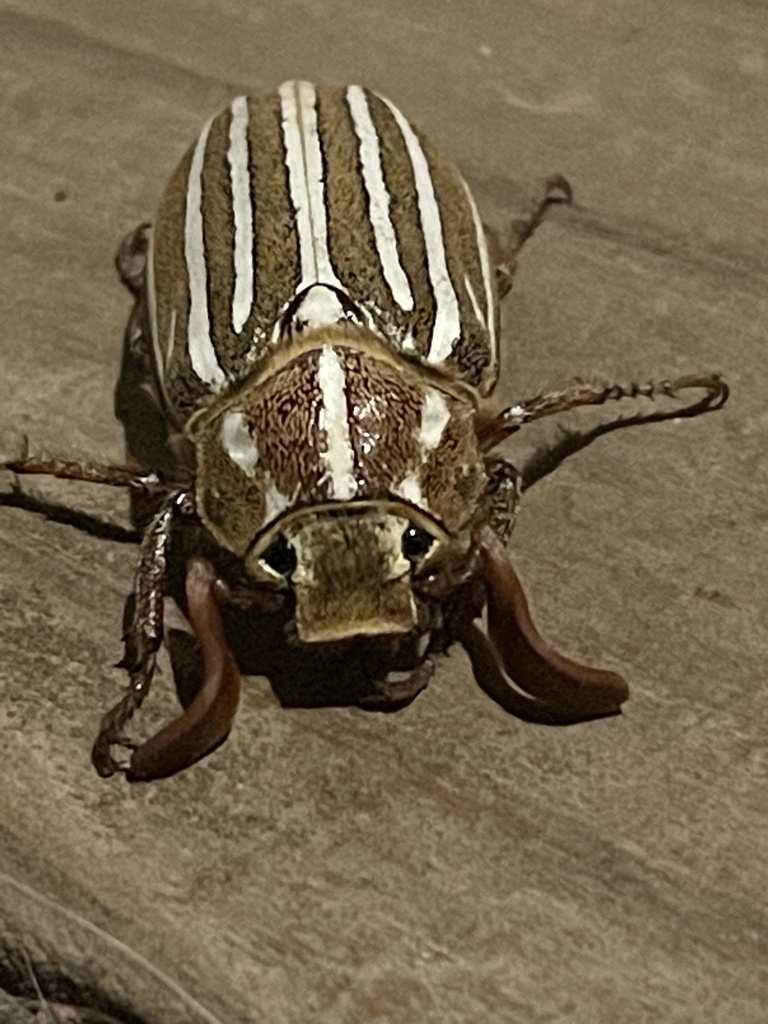 Ten-lined June Beetle from Pleasant Valley Rd, North San Juan, CA, US ...