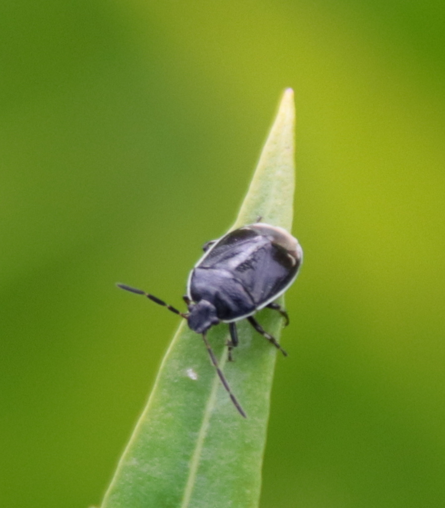 White-margined Burrower Bug from Wheeler Nature Park, South Burlington ...