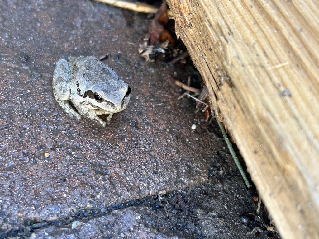 Sierran Tree Frog from Pheasant Landing Rd, Middleton, ID, US on August ...