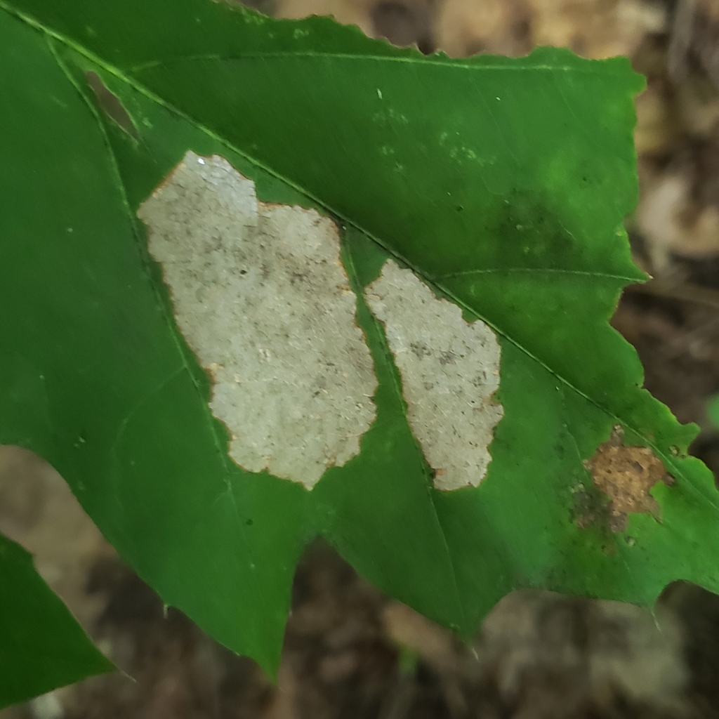 Winged and Once-winged Insects from West Salem Township, PA, USA on ...