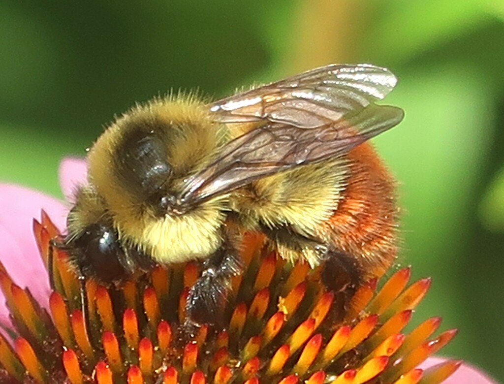 Red-belted Bumble Bee from St. Catharines, ON, Canada on August 9, 2023 ...