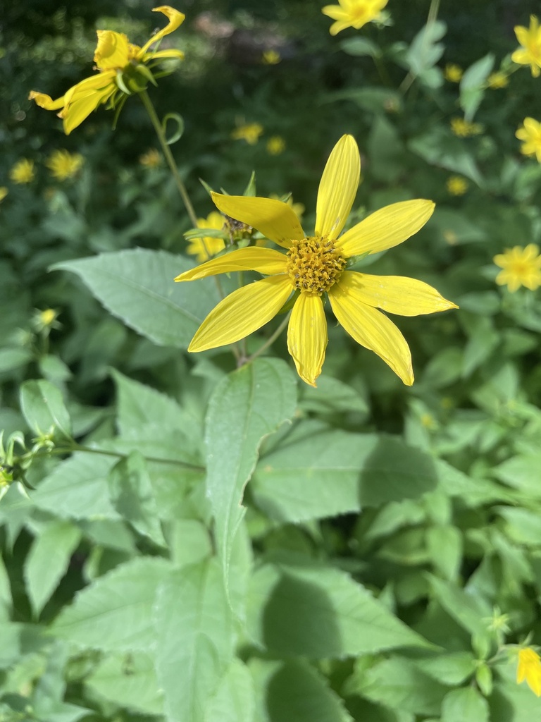 pale sunflower in August 2023 by Amanda. Unsure of species but believe ...