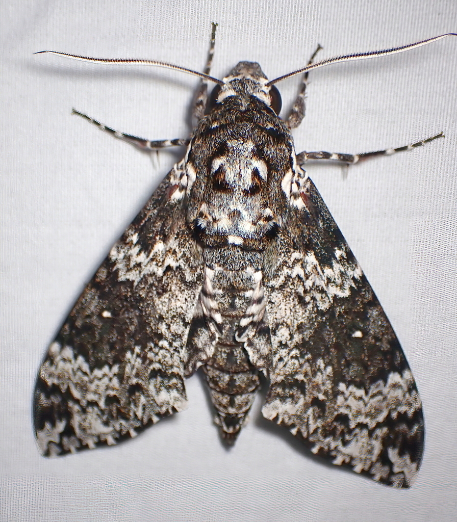 Rustic Sphinx from Nature Center, Caspers Wilderness Park, Orange ...