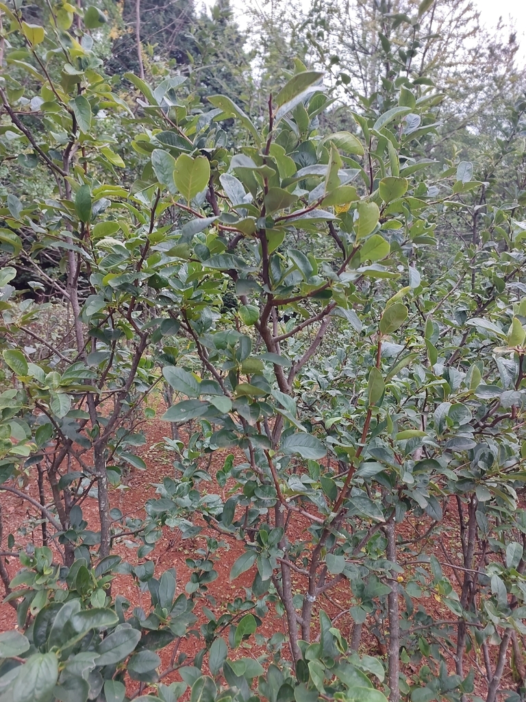 plants from Yunan on August 13, 2023 at 04:58 PM by Bikram Gyawali ...