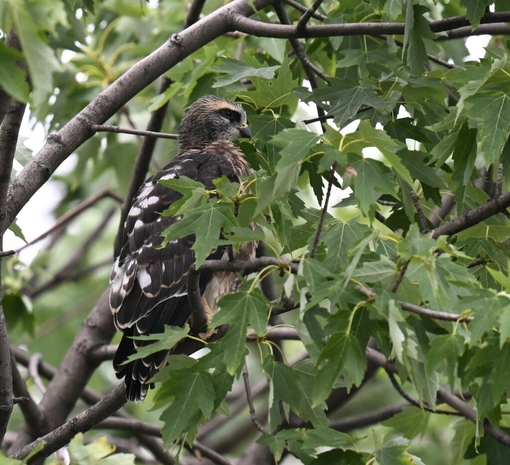 Mississippi Kite from Carondelet Park, St. Louis, MO, USA on August 4 ...
