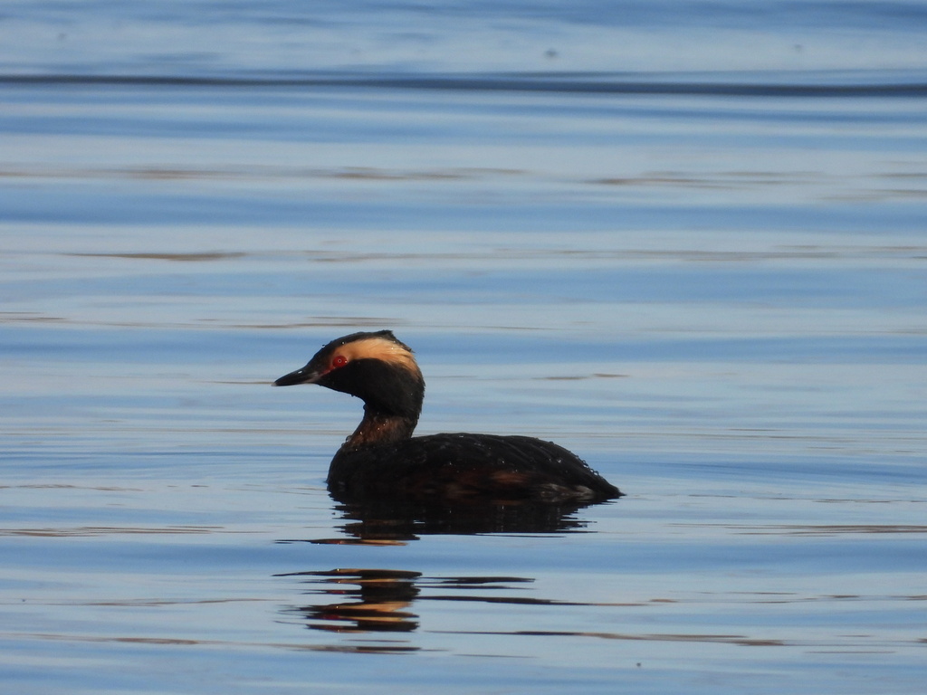Horned Grebe from Maple Grove, MN, USA on April 25, 2023 at 06:32 PM by ...