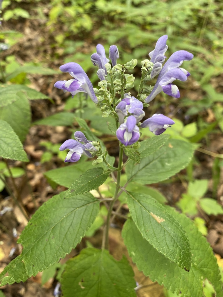 Downy Skullcap in August 2023 by Christopher David Benda · iNaturalist