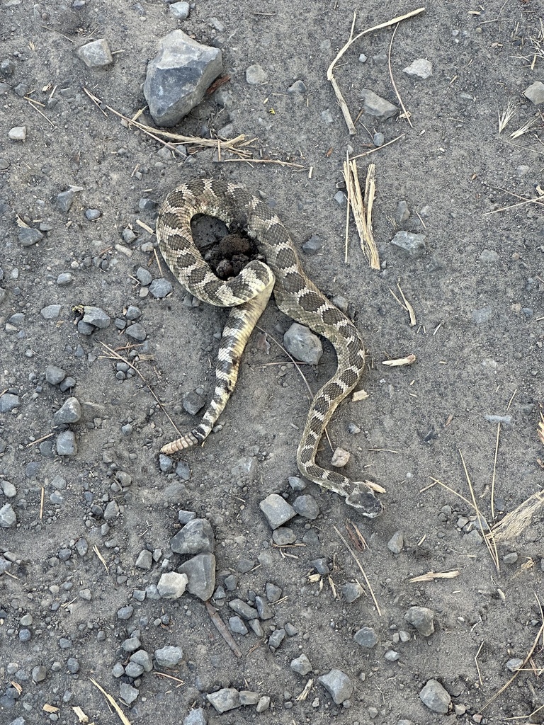 Northern Pacific Rattlesnake in August 2023 by James Adney. Found dead ...
