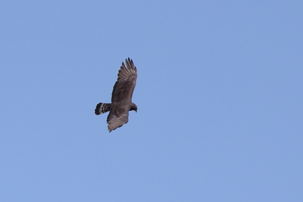 Zone-tailed Hawk from Arteaga, Coah., México on August 13, 2023 at 11: ...