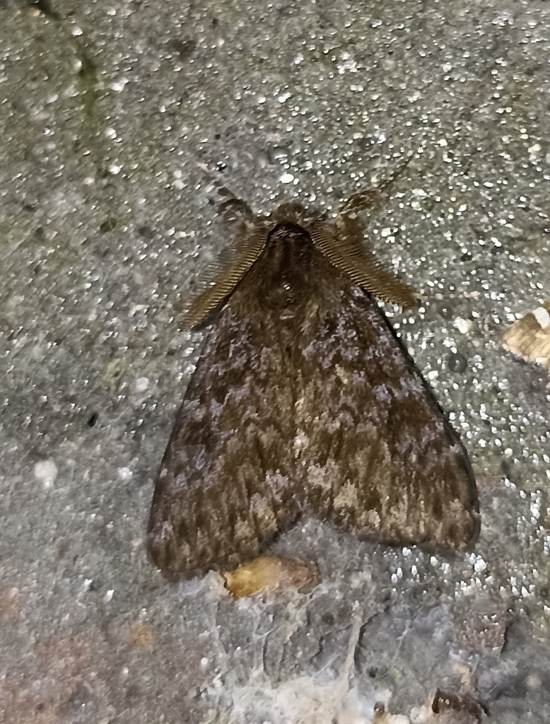 Ilema from 36JQ+XMJ, Munsyari, Uttarakhand 262554, India on August 13 ...