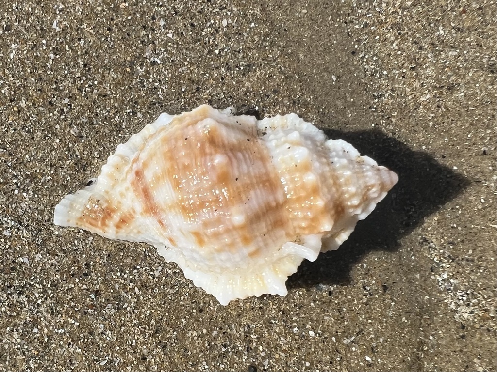 Frog Shell from Trinity Bay, Ellis Beach, QLD, AU on August 1, 2023 at ...
