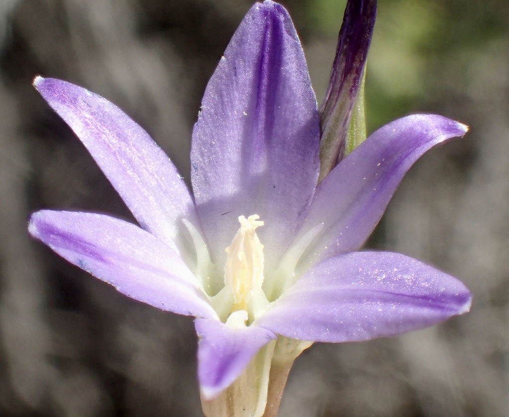thread-leaved brodiaea in August 2023 by Ron Vanderhoff · iNaturalist