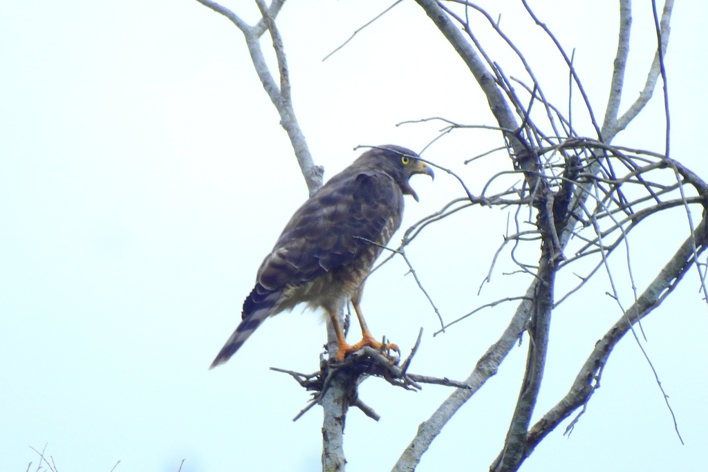 Roadside Hawk from 92927 Ver., México on August 12, 2023 at 12:13 PM by ...