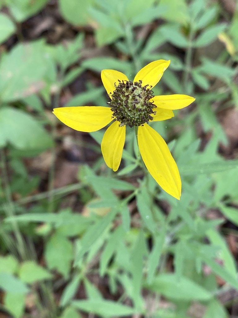 grey-headed coneflower in August 2023 by Christopher David Benda ...