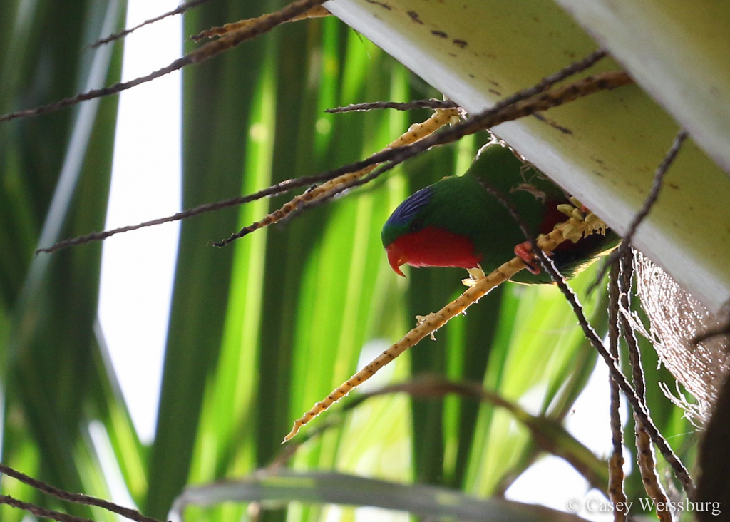 Blue-crowned Lorikeet (Vini australis) - Avian Discovery