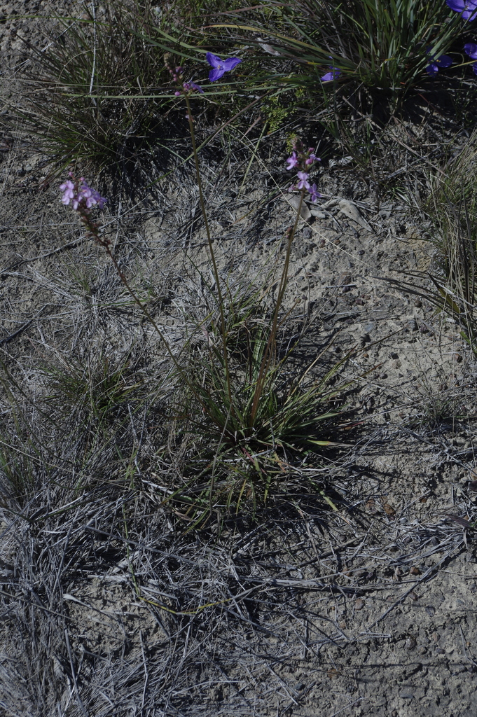 Grass Triggerplant from Maryborough QLD 4650, Australia on August 13 ...