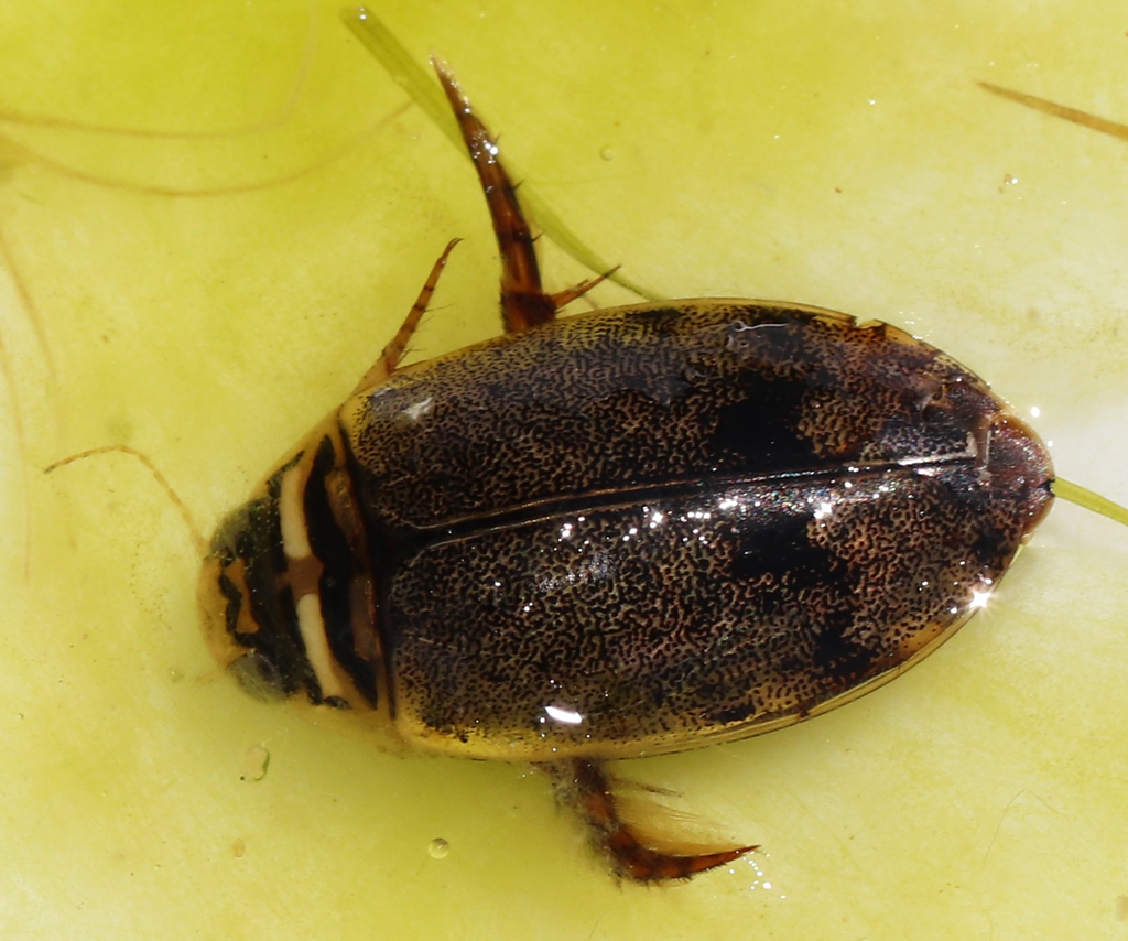 Mottled Diving Beetle from Stock Tank 1, Barrel Creek Ranch on July 27 ...