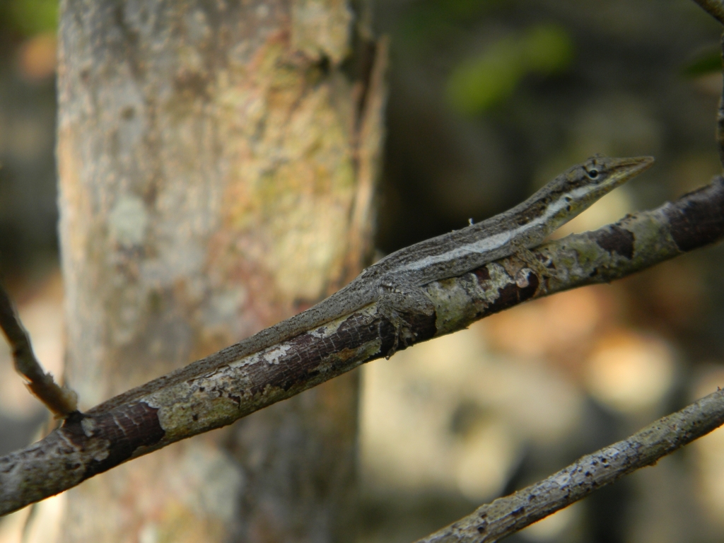 Cuban Twig Anole from El Holandés on August 5, 2023 at 09:54 AM by ...