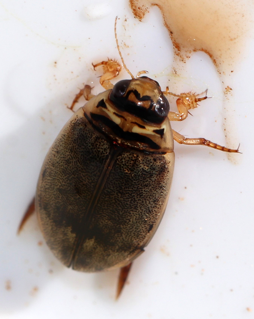 Mottled Diving Beetle from Stock Tank 1, Barrel Creek Ranch on July 27 ...