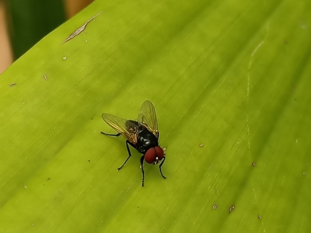 Black Dump Flies from Hospital Khoo Teck Puat on August 14, 2023 at 10: ...