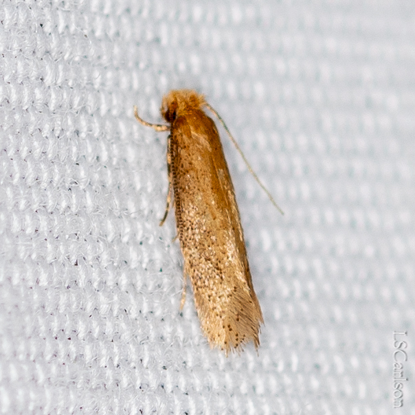 Dark-collared Tinea Moth from Franklin County, NC, USA on August 12 ...