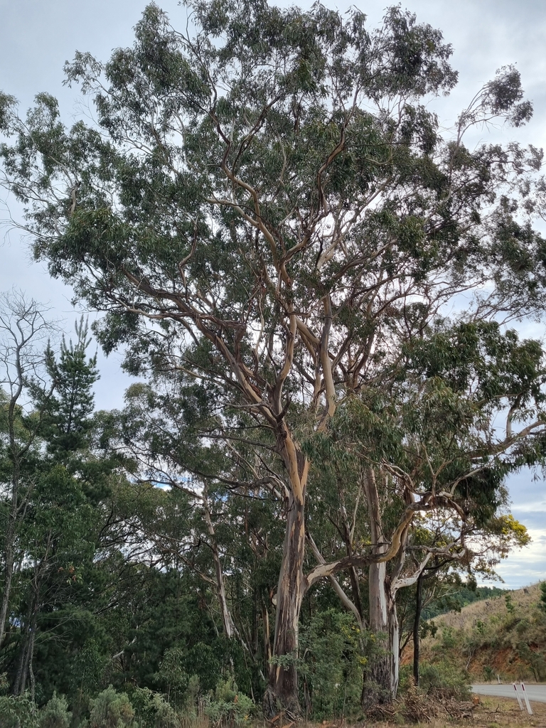 mountain grey gum from Hanging Rock NSW 2340, Australia on August 14 ...