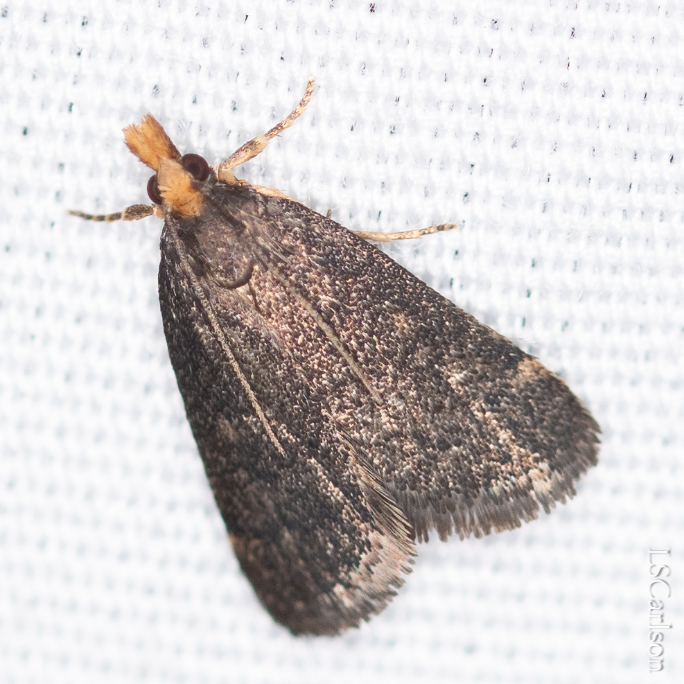 Merrick's Crambid Moth from Franklin County, NC, USA on August 12, 2023 ...