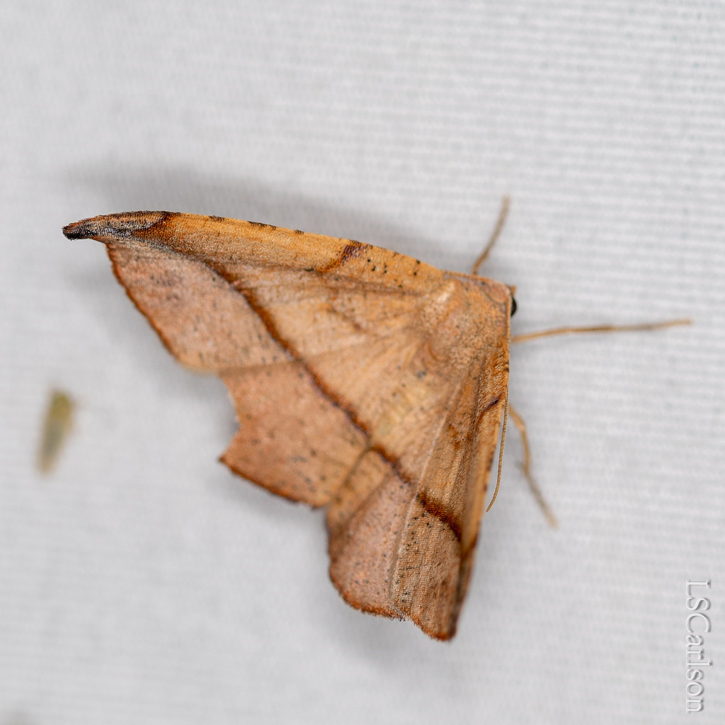 Juniper Geometer Moth from Franklin County, NC, USA on August 12, 2023 ...