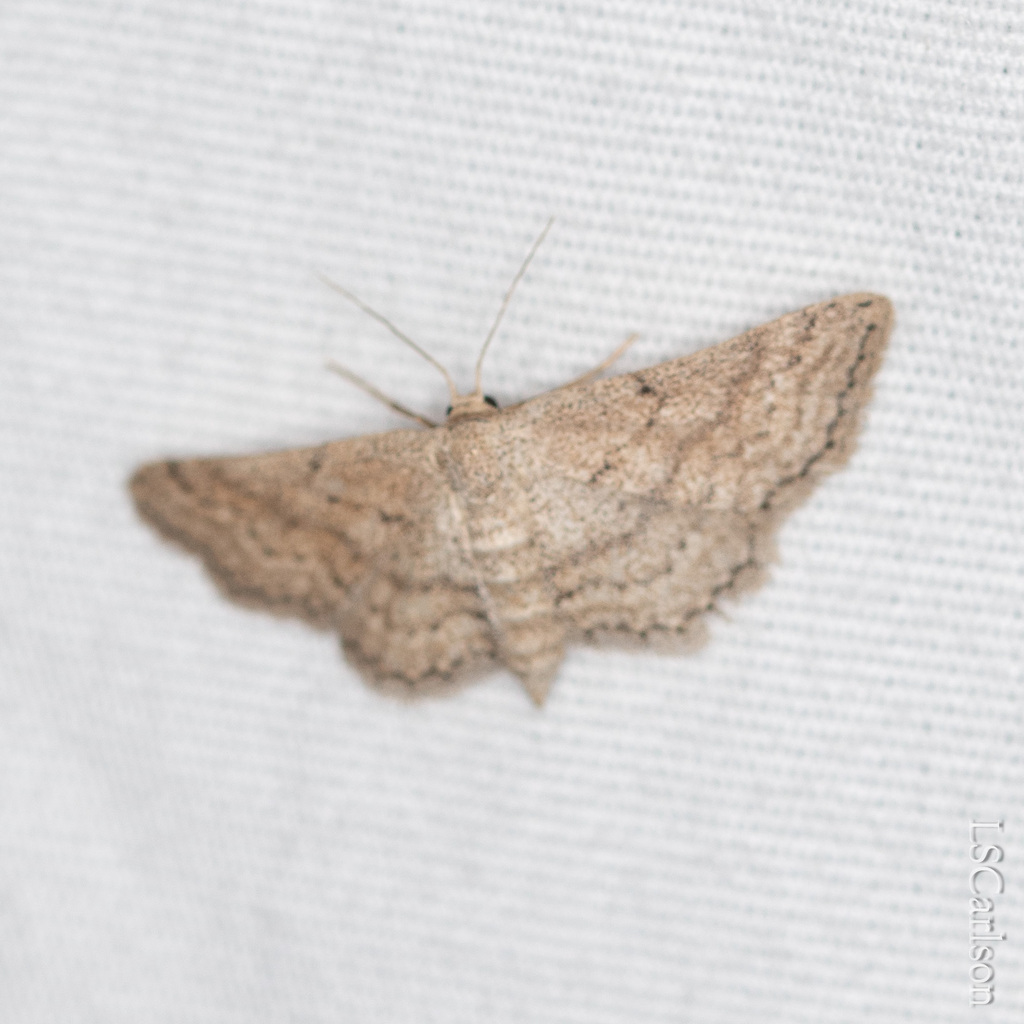 Drab Brown Wave from Franklin County, NC, USA on August 12, 2023 at 09: ...