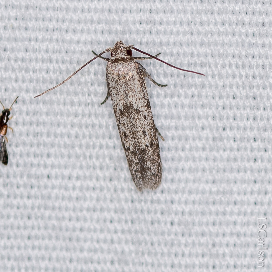 Acorn Moth from Franklin County, NC, USA on August 12, 2023 at 09:51 PM ...