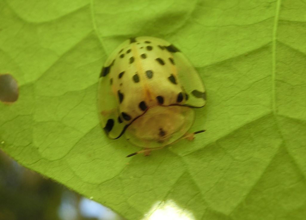 Asian Spotted Tortoise Beetle from 台灣彰化縣 on August 12, 2023 at 04:03 PM ...