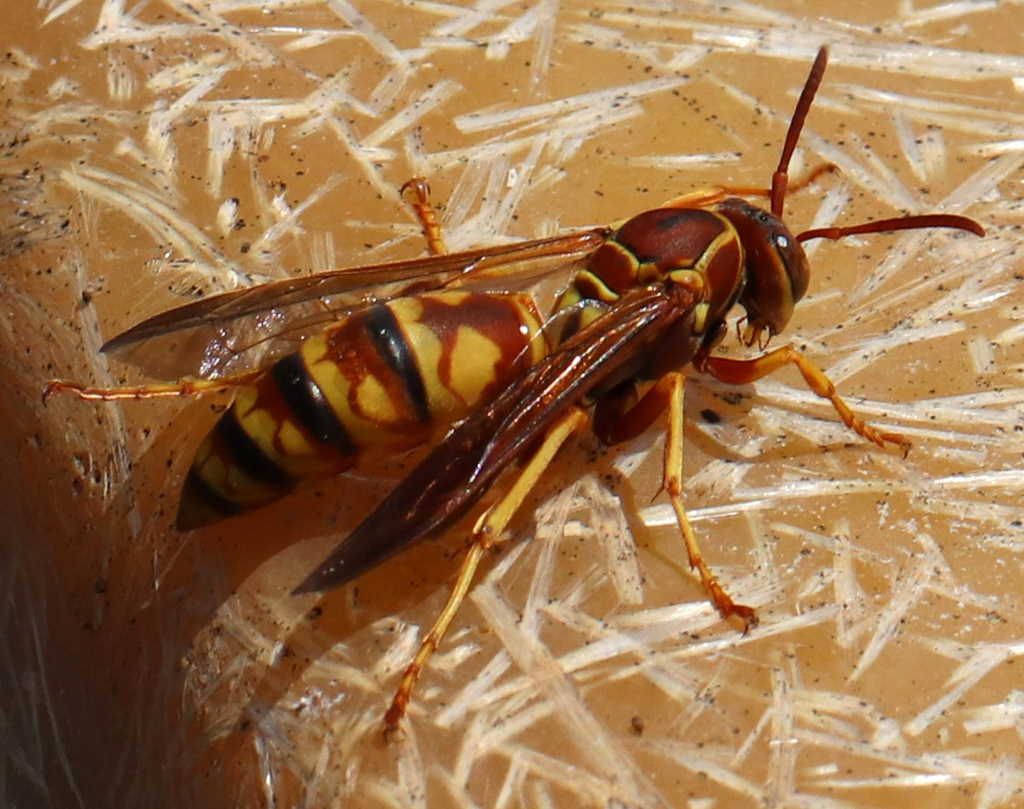 Golden Paper Wasp from Briscoe County, TX, USA on July 27, 2023 at 01: ...