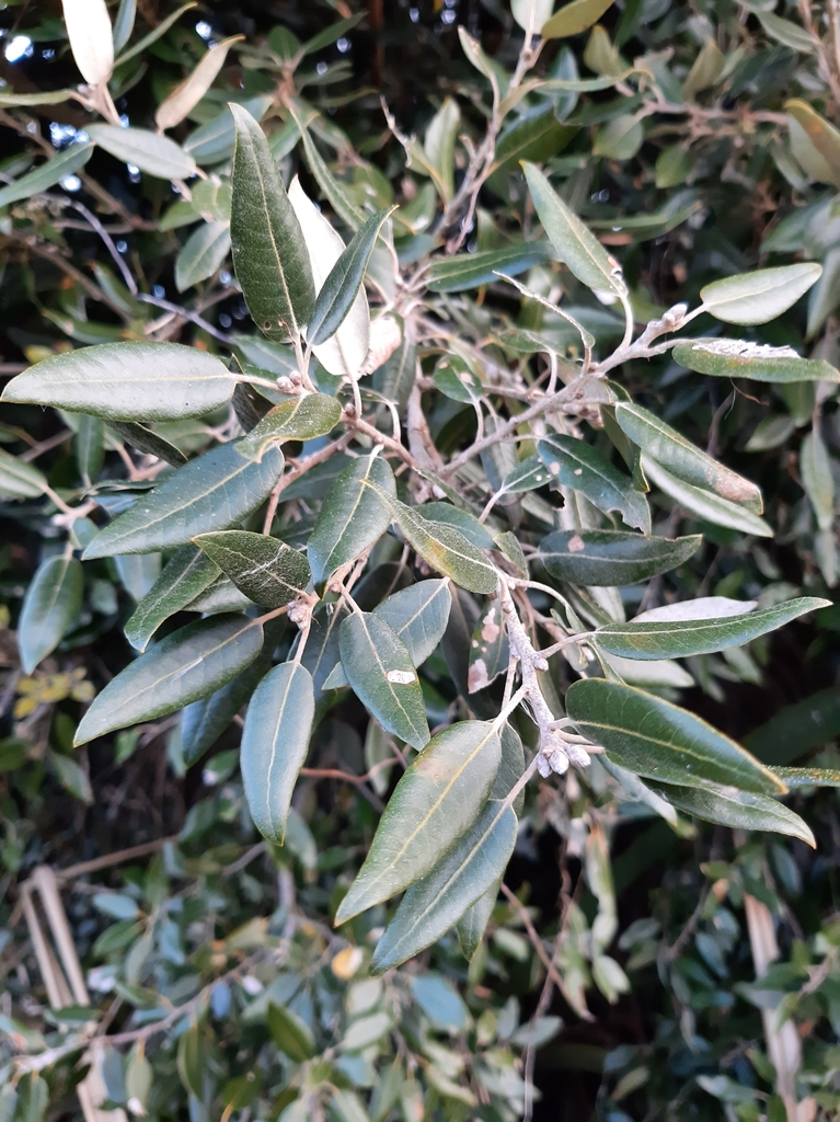 Holm oak from Tangimoana, New Zealand on August 12, 2023 at 04:52 PM by ...
