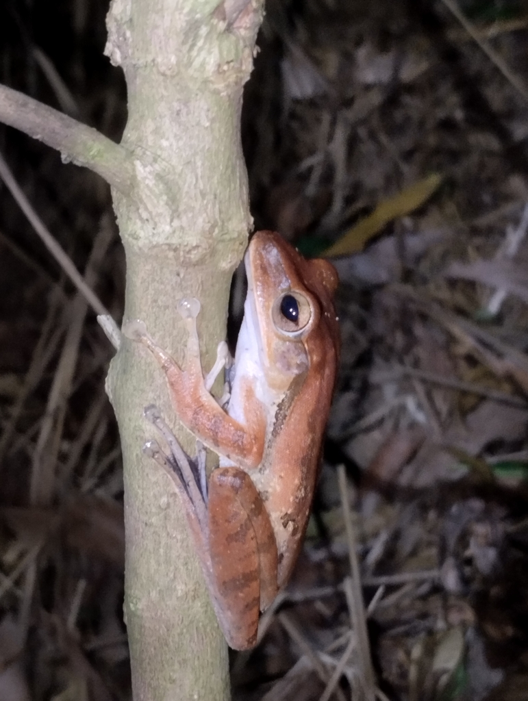 Common Southeast Asian Tree Frog from 47000, Selangor, Malaysia on ...