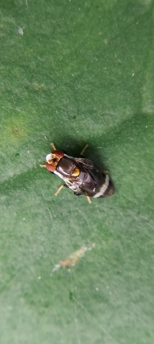 Scutops spinophallus · iNaturalist