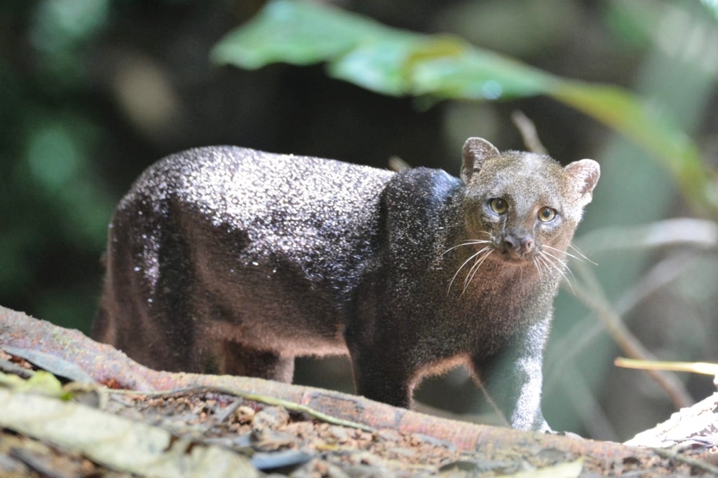 Jaguarundi from San Lorenzo, San José, Tarrazú, Costa Rica on August 13 ...