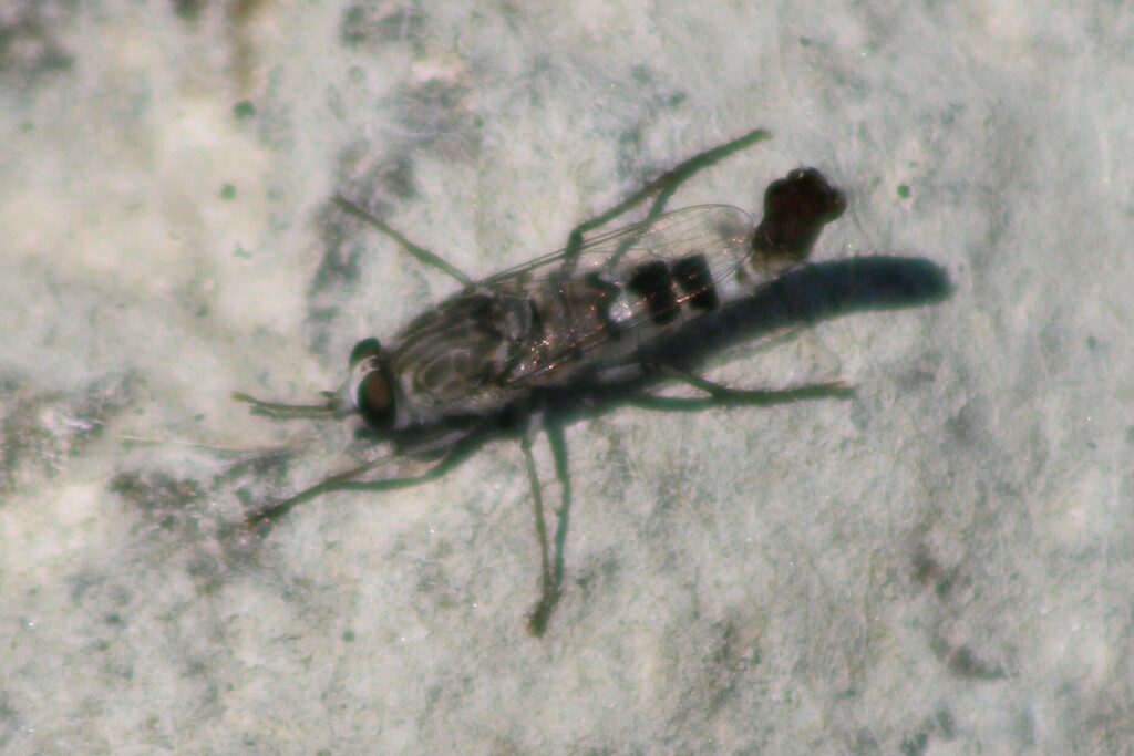 Flower-loving Flies from Grant County, WA, USA on August 1, 2023 at 11: ...